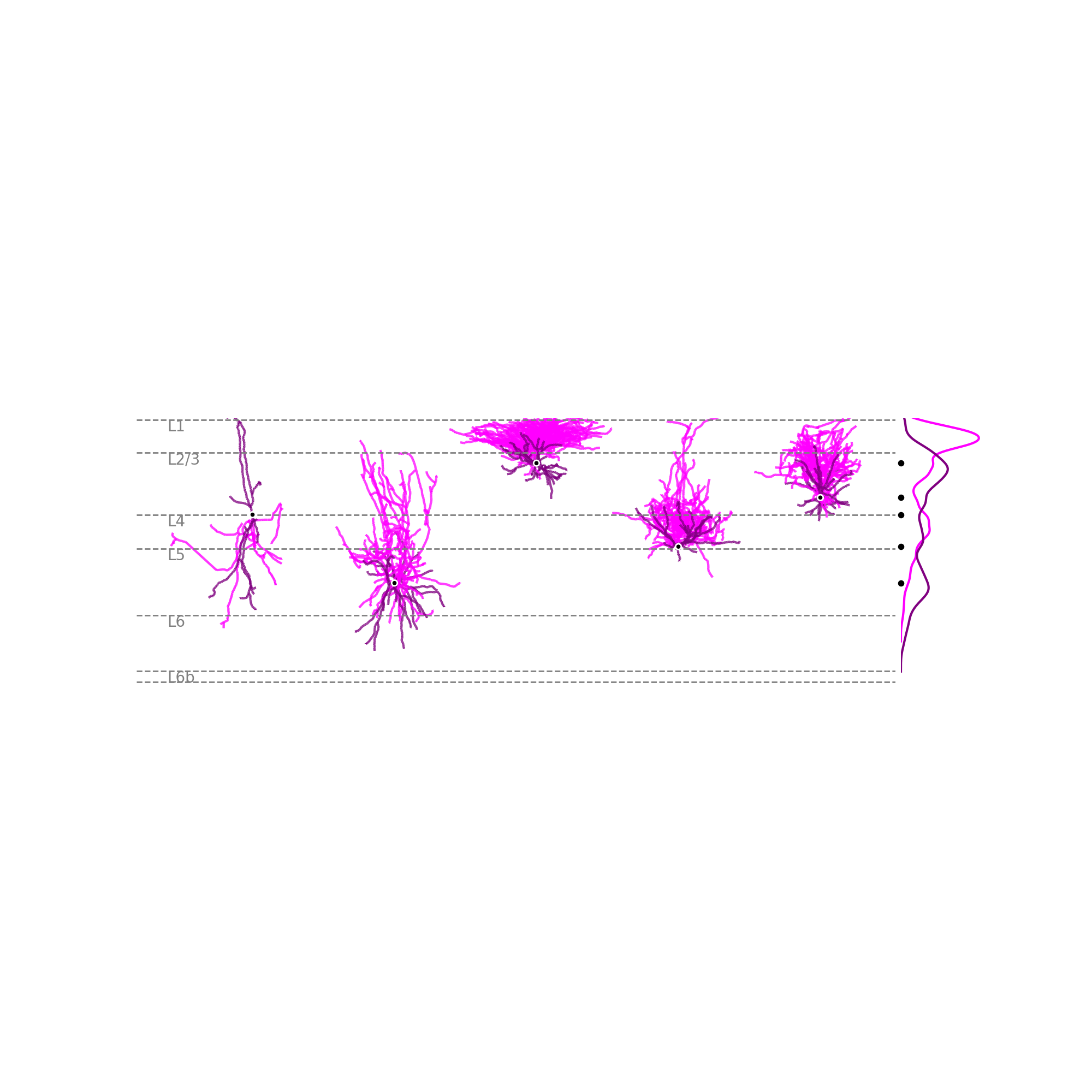 Cortical Neurons - navis